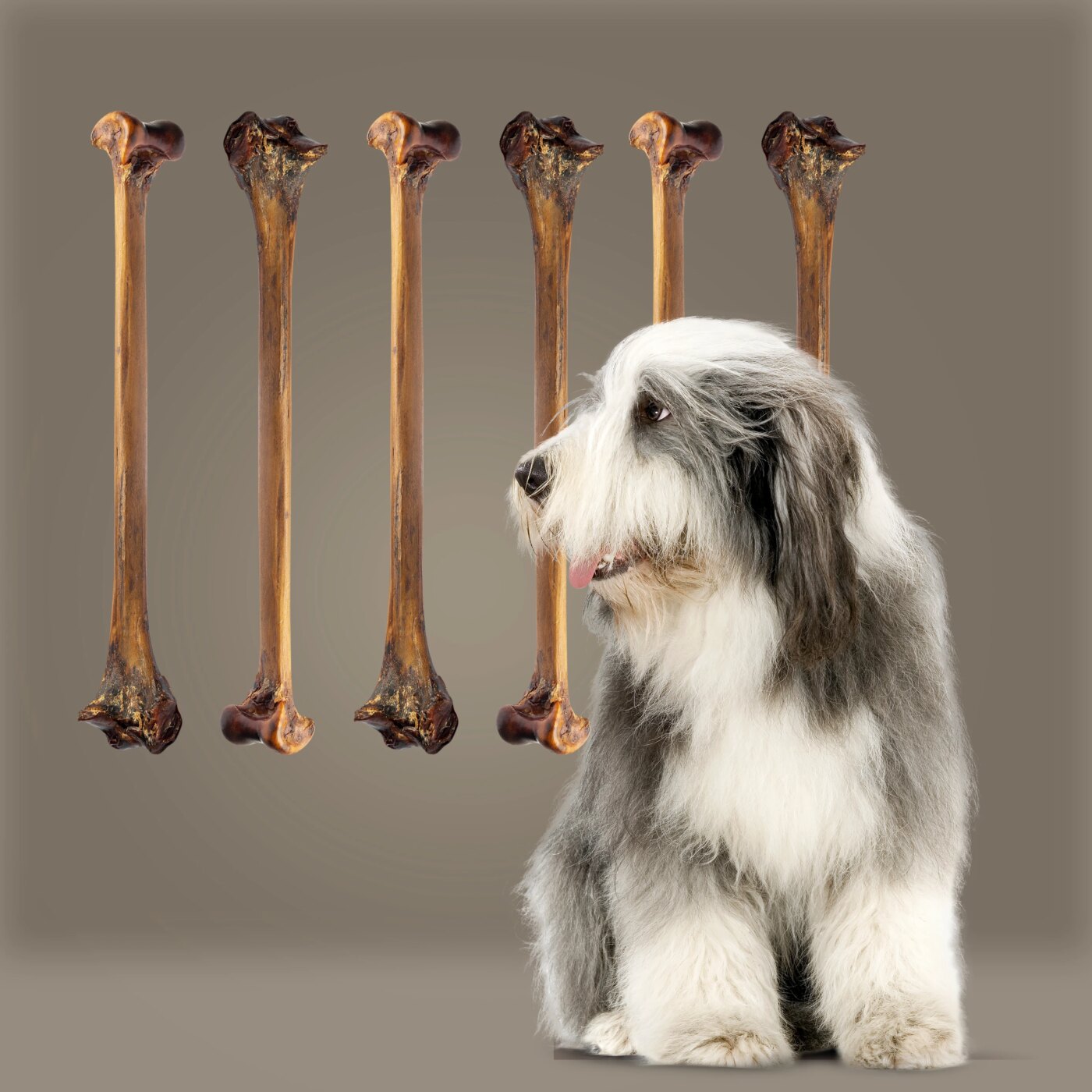 Special Forever Bone Box – ROAM Pets